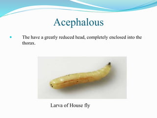 types of larva.pdf