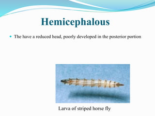 types of larva.pdf