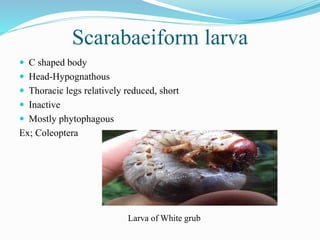 types of larva.pdf