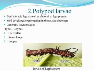 types of larva.pdf