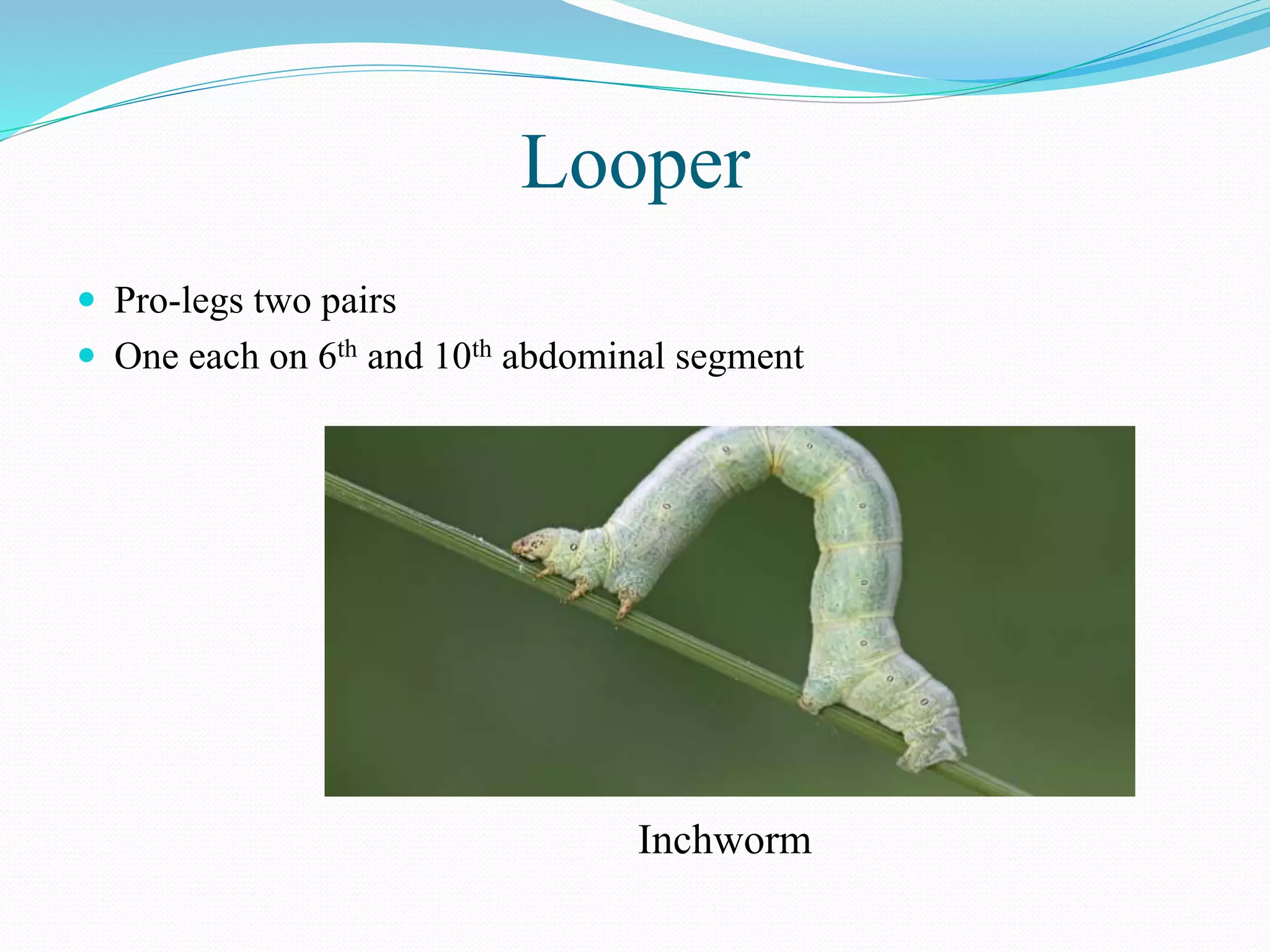 Types of larva and pupa | PPTX