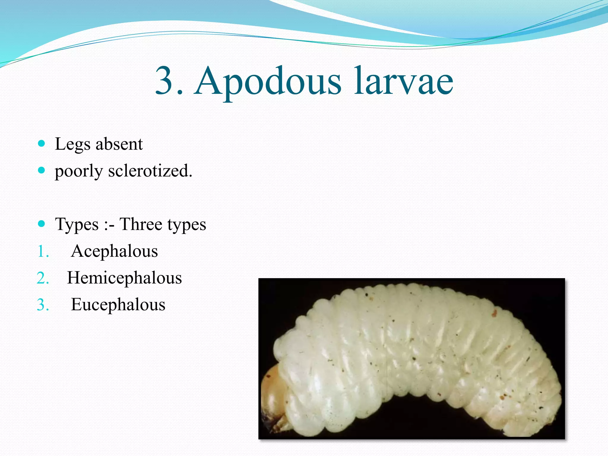 Types of larva and pupa | PPTX