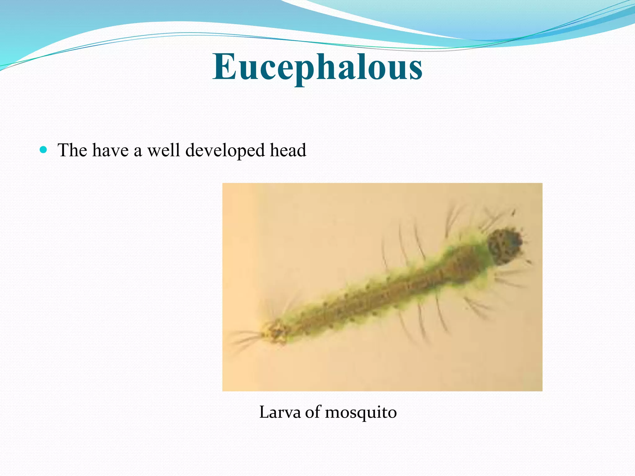 Types of larva and pupa | PPTX