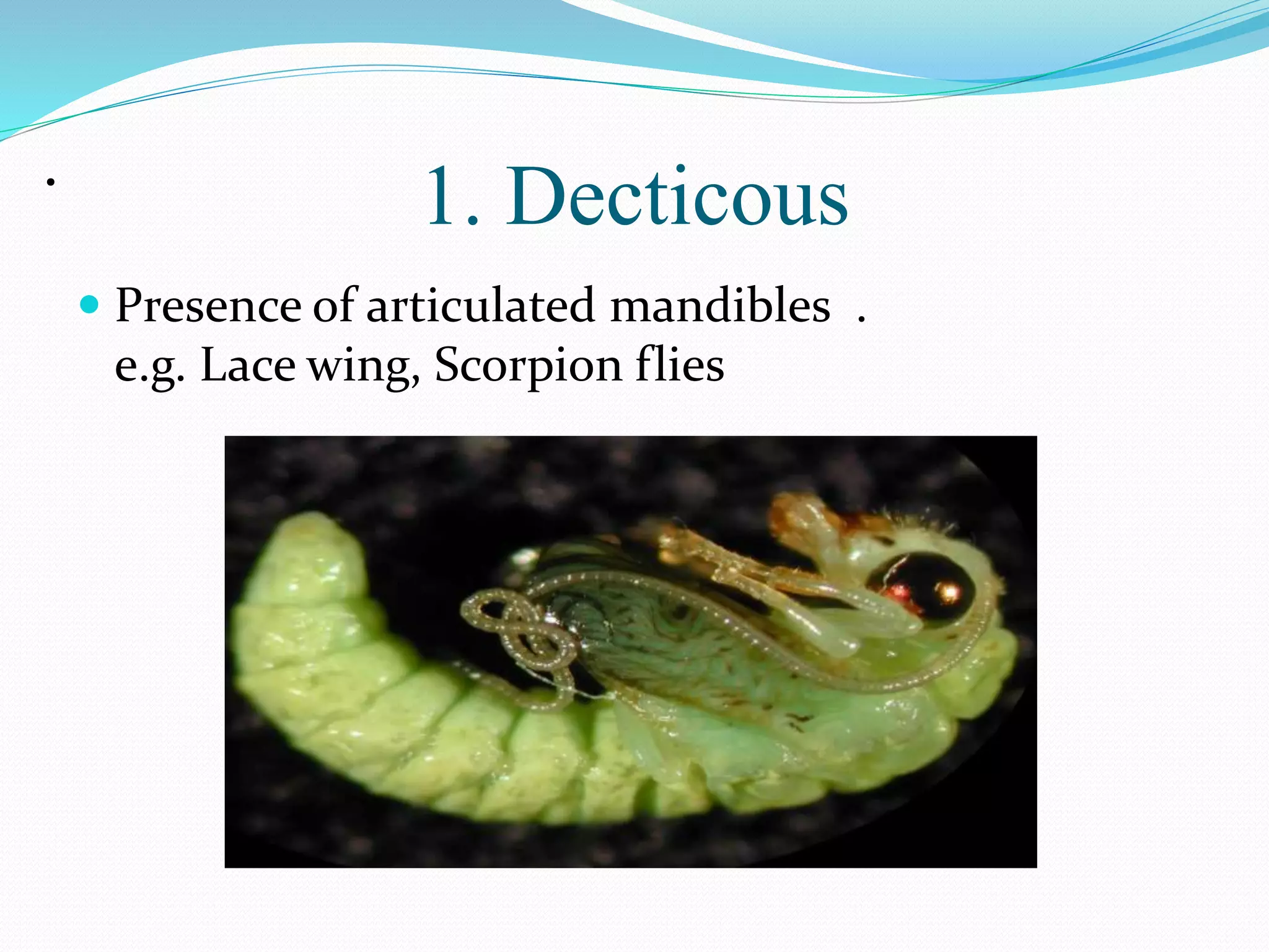 Types of larva and pupa | PPTX
