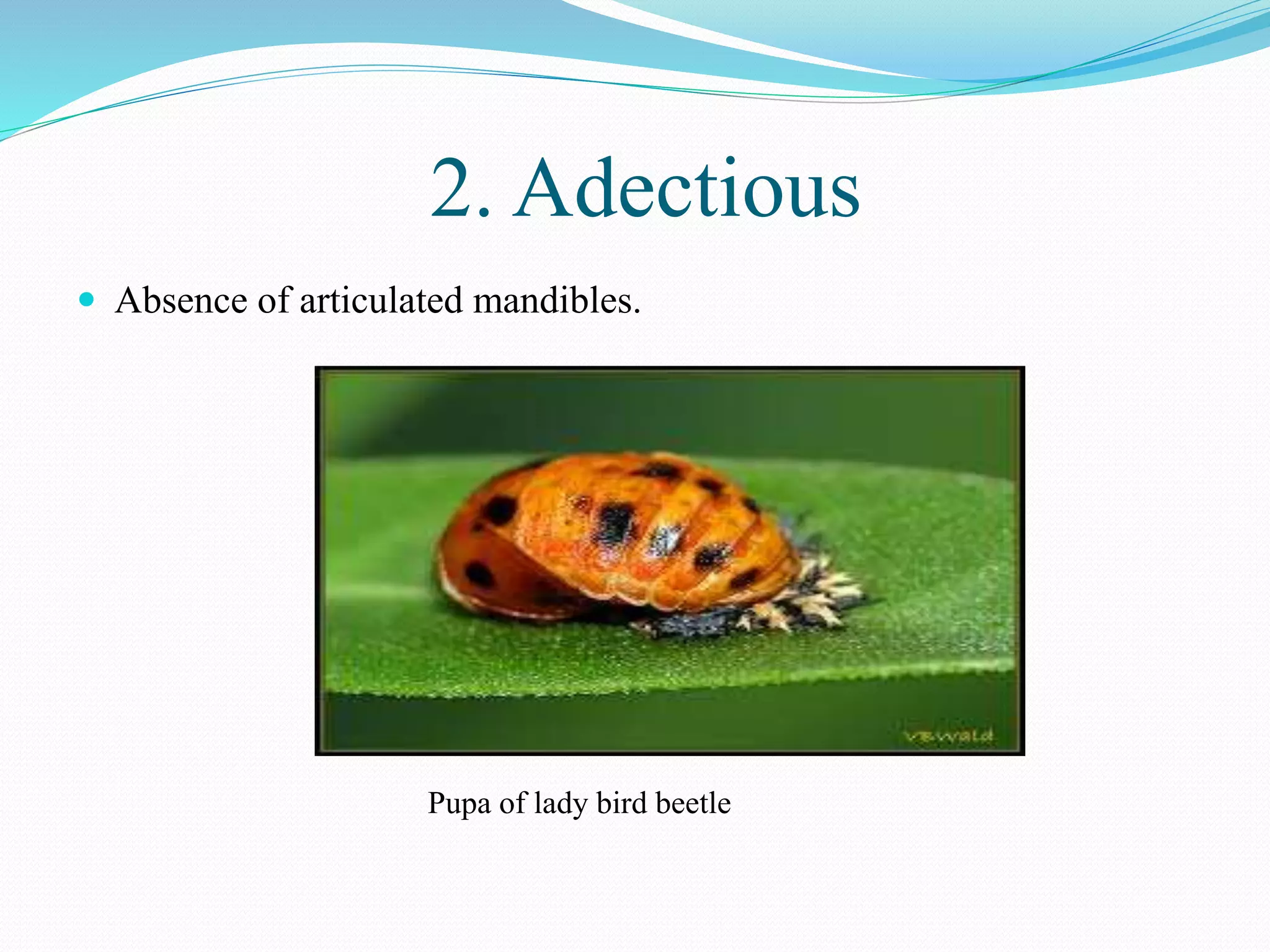 Types of larva and pupa | PPTX