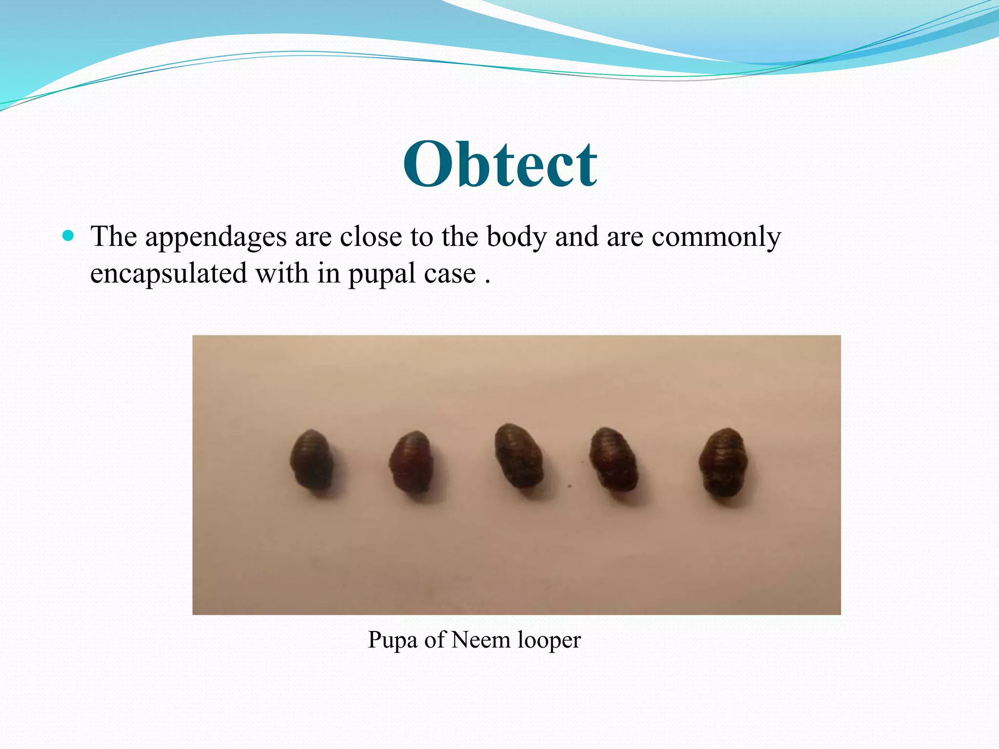 Types of larva and pupa | PPTX