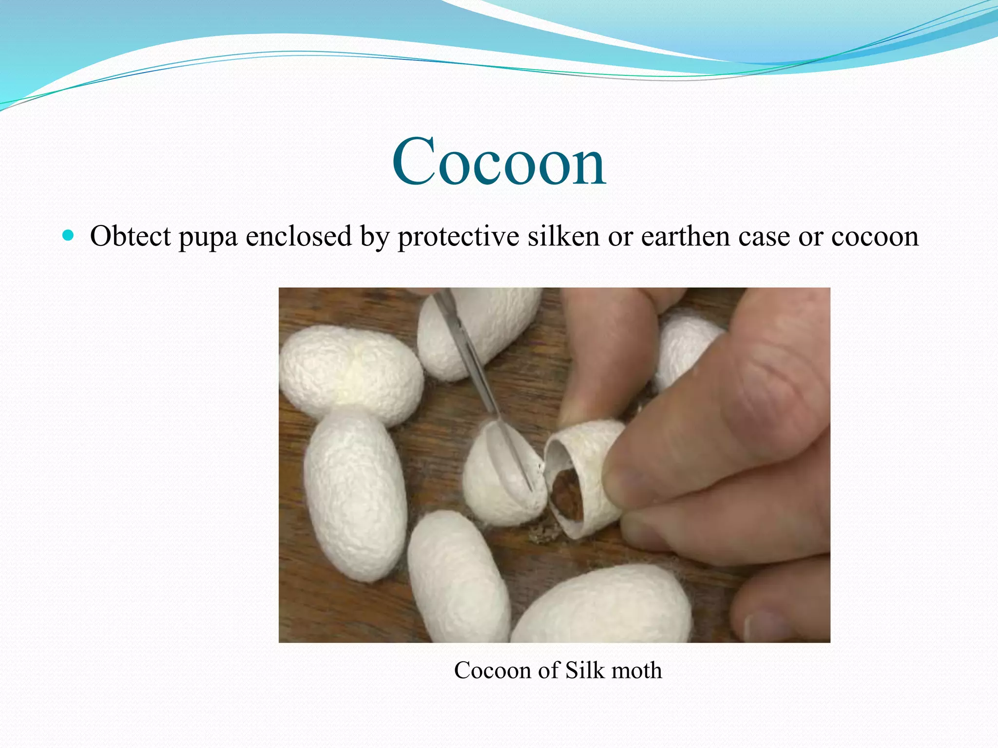 Types of larva and pupa | PPTX