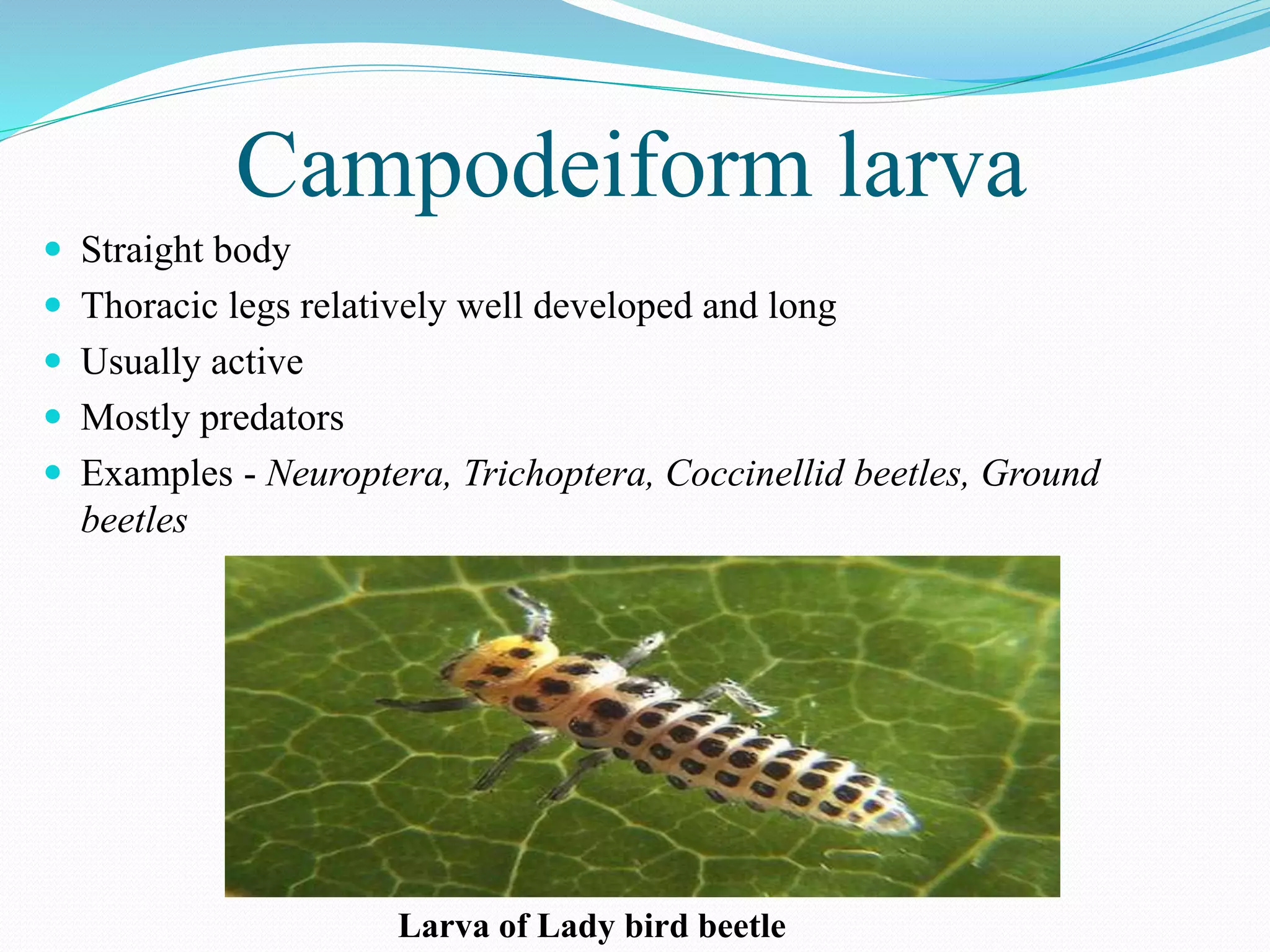 Types of larva and pupa | PPTX