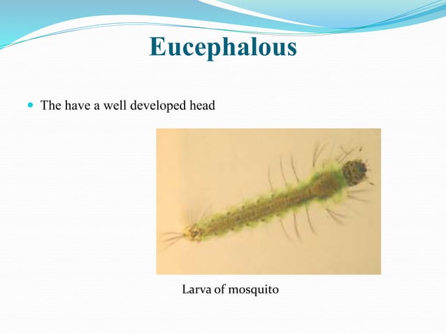Types of larva and pupa | PPTX