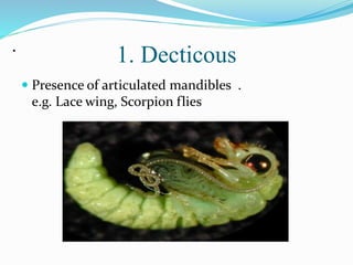 Types of larva and pupa | PPTX