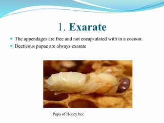 Types of larva and pupa | PPTX