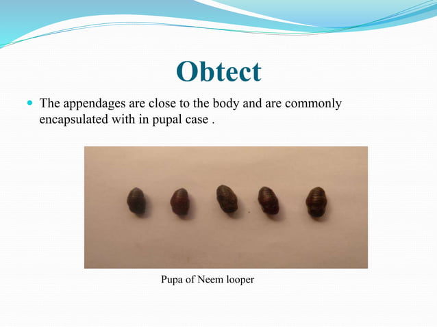 Types of larva and pupa | PPTX