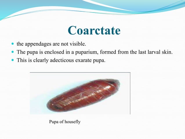 Types of larva and pupa | PPTX