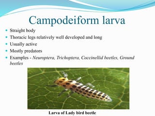 Types of larva and pupa | PPTX