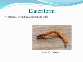 Types of larva and pupa | PPTX