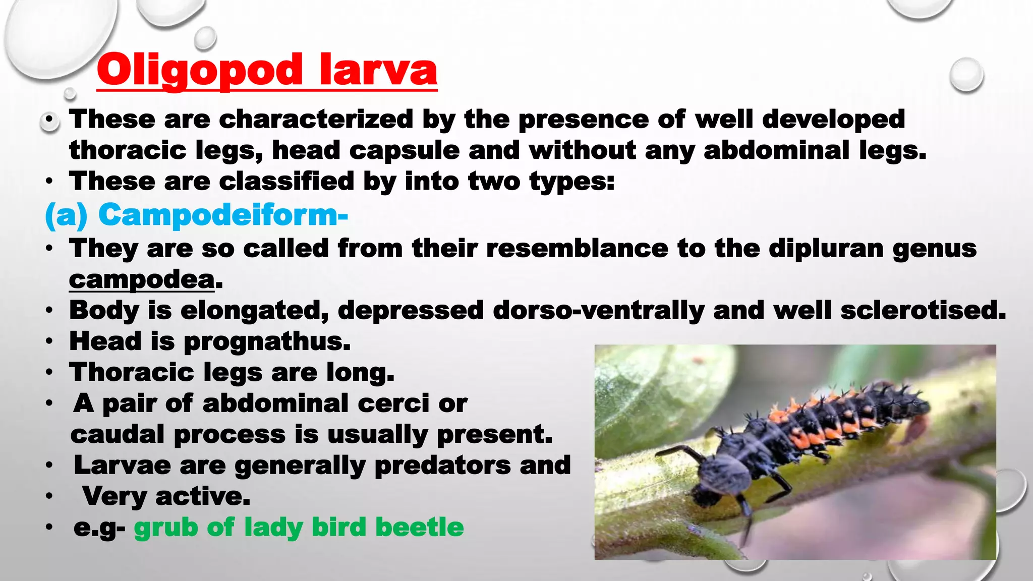 Types of larvae by shadab khan | PPT