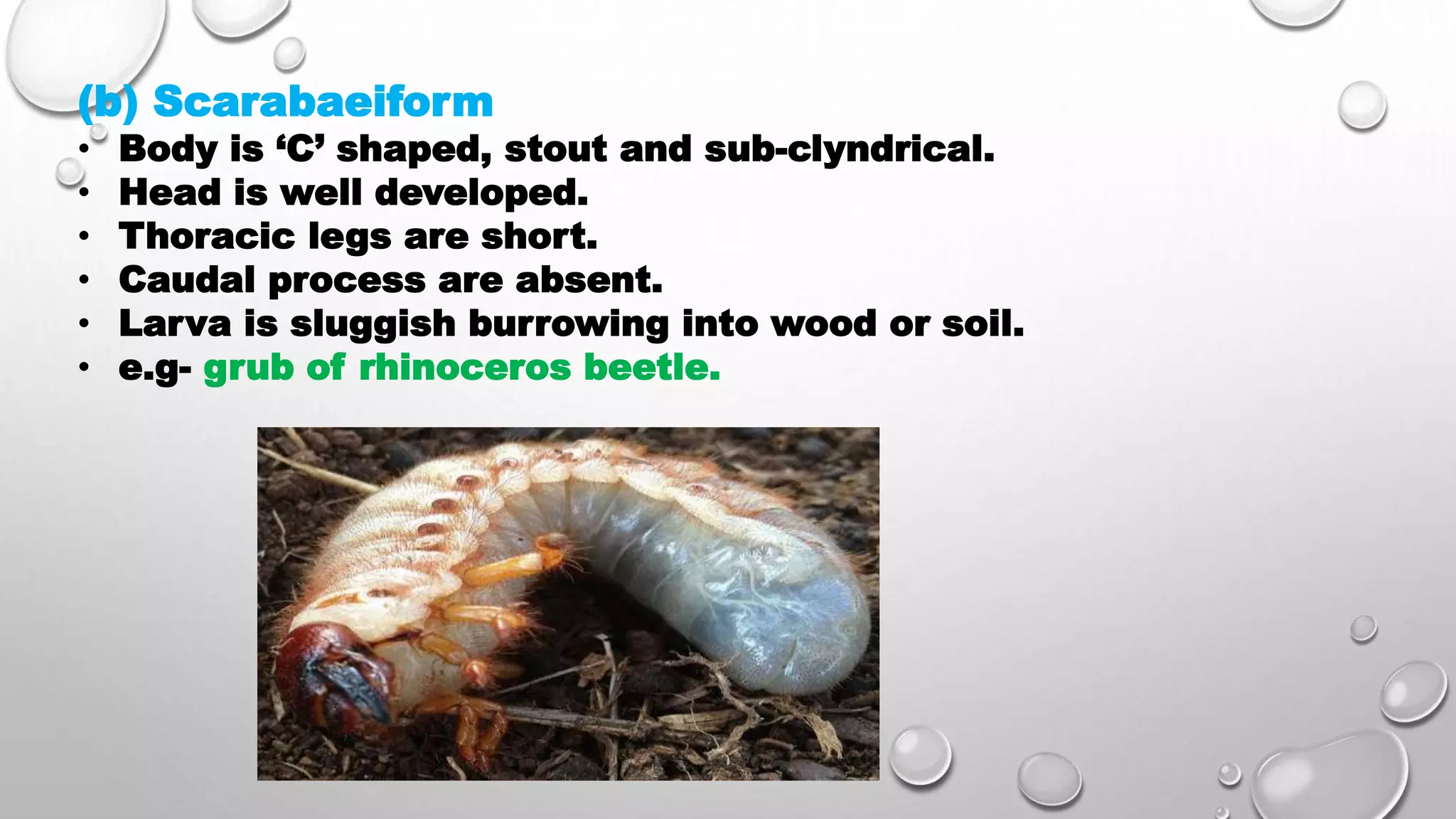 Types of larvae by shadab khan | PPT