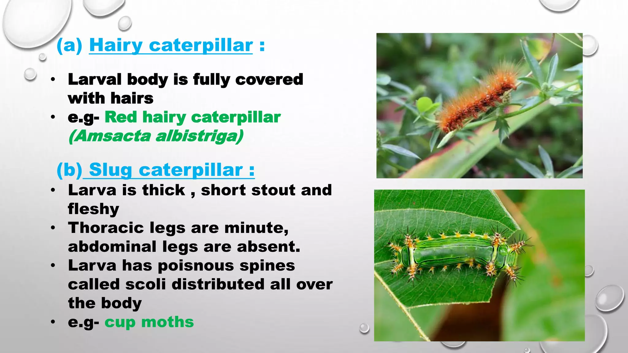 Types of larvae by shadab khan | PPT