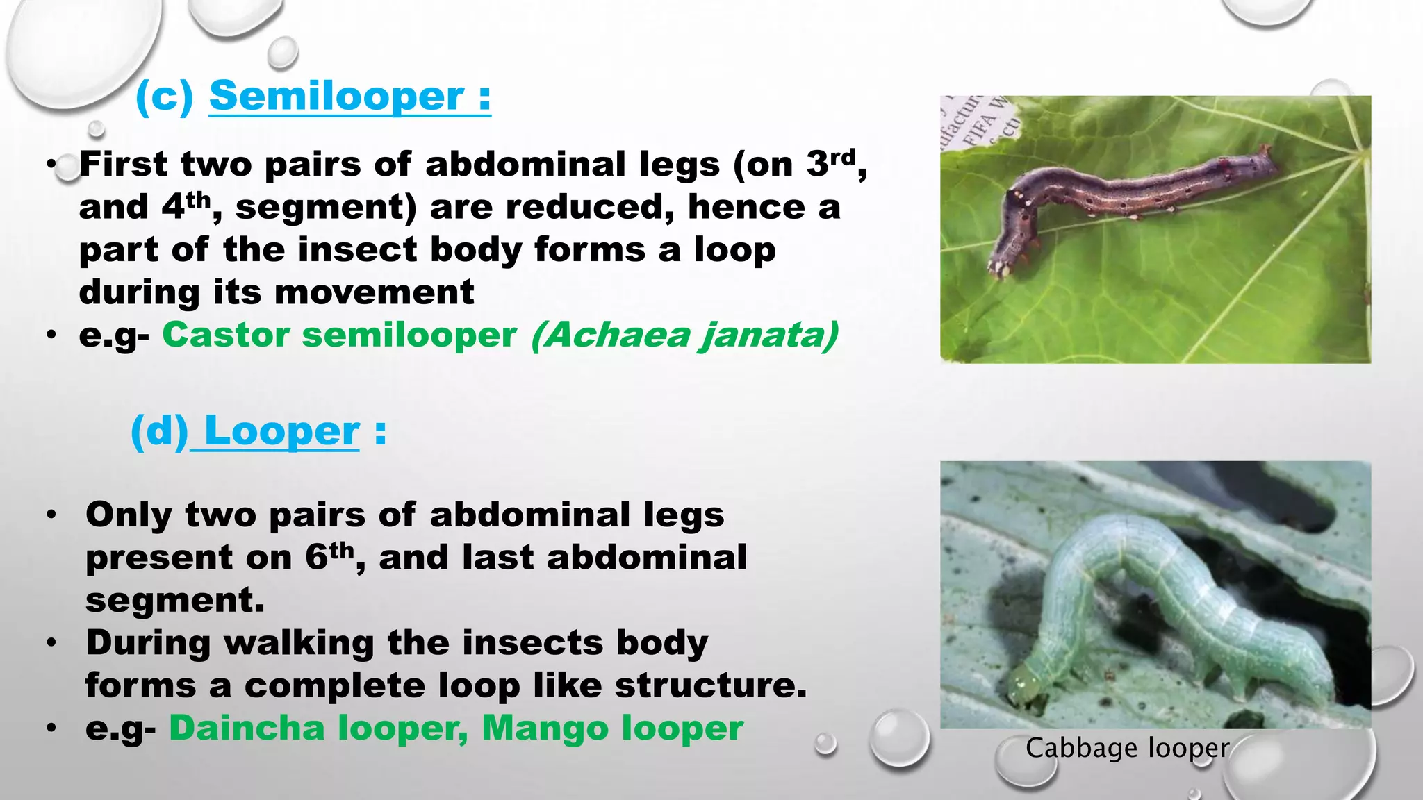 Types of larvae by shadab khan | PPT