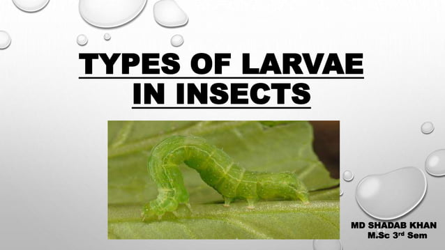 Types of larvae by shadab khan | PPT