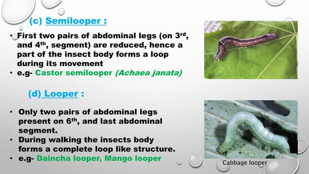 Types of larvae by shadab khan | PPT