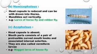 Types of larvae by shadab khan | PPTX