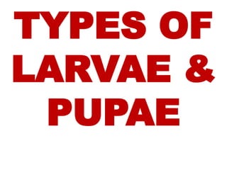 TYPES OF LARVAE AND PUPAE IN INSECTS .pptx