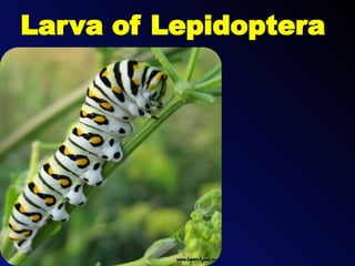 TYPES OF LARVAE AND PUPAE IN INSECTS .pptx