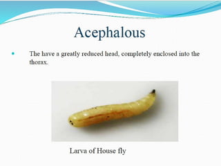 TYPES OF LARVAE AND PUPAE IN INSECTS .pptx
