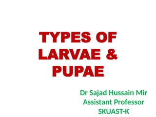 TYPES OF LARVAE AND PUPAE IN INSECTS .pptx