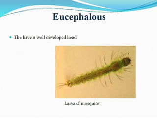 TYPES OF LARVAE AND PUPAE IN INSECTS .pptx