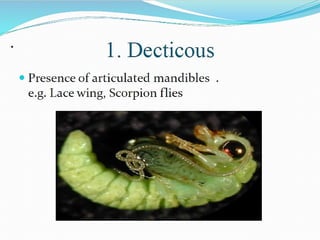 TYPES OF LARVAE AND PUPAE IN INSECTS .pptx