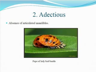 TYPES OF LARVAE AND PUPAE IN INSECTS .pptx