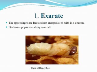 TYPES OF LARVAE AND PUPAE IN INSECTS .pptx