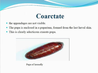 TYPES OF LARVAE AND PUPAE IN INSECTS .pptx