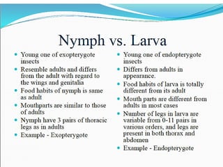 TYPES OF LARVAE AND PUPAE IN INSECTS .pptx