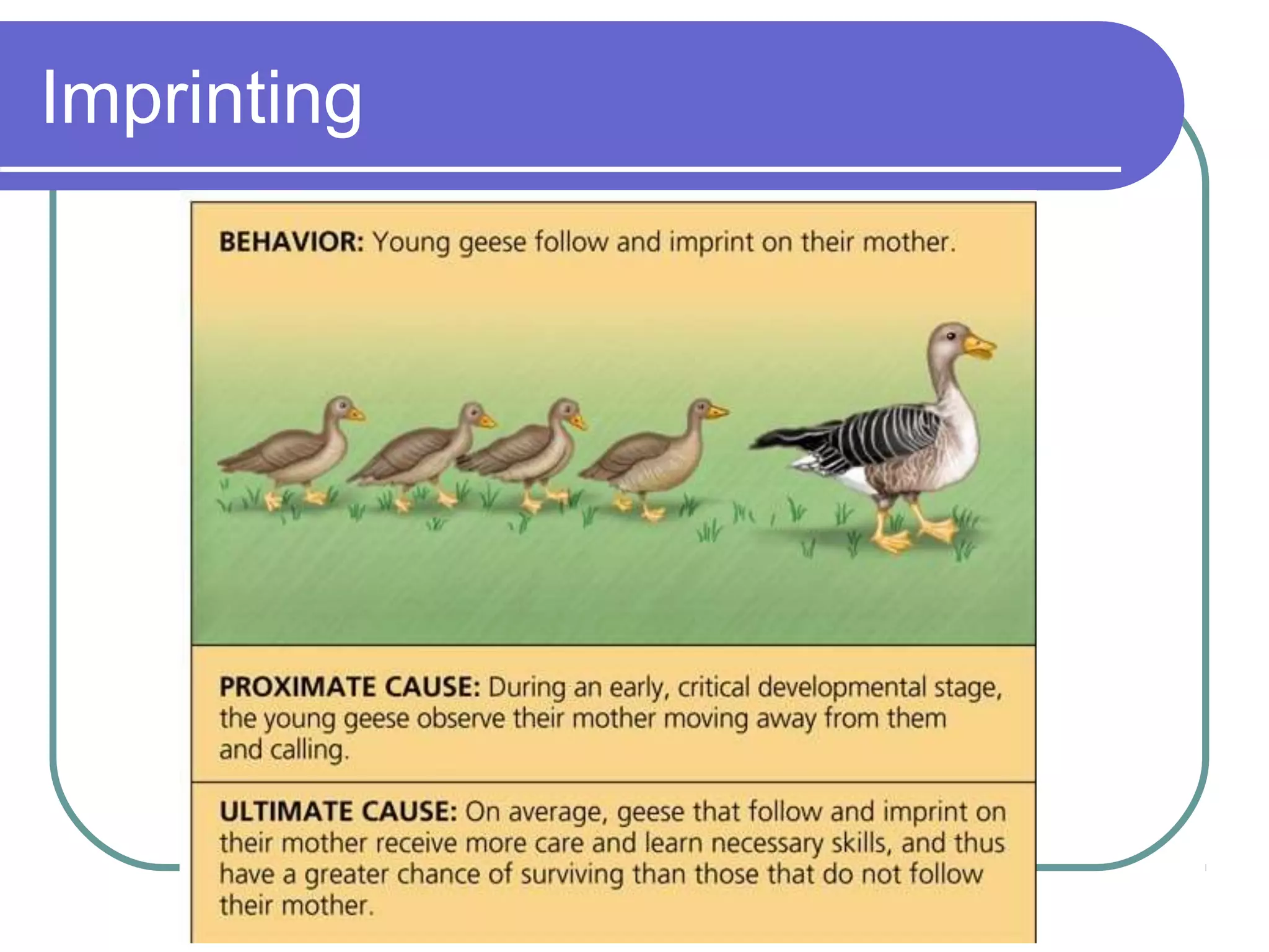 Types of learning behavier | PPTX