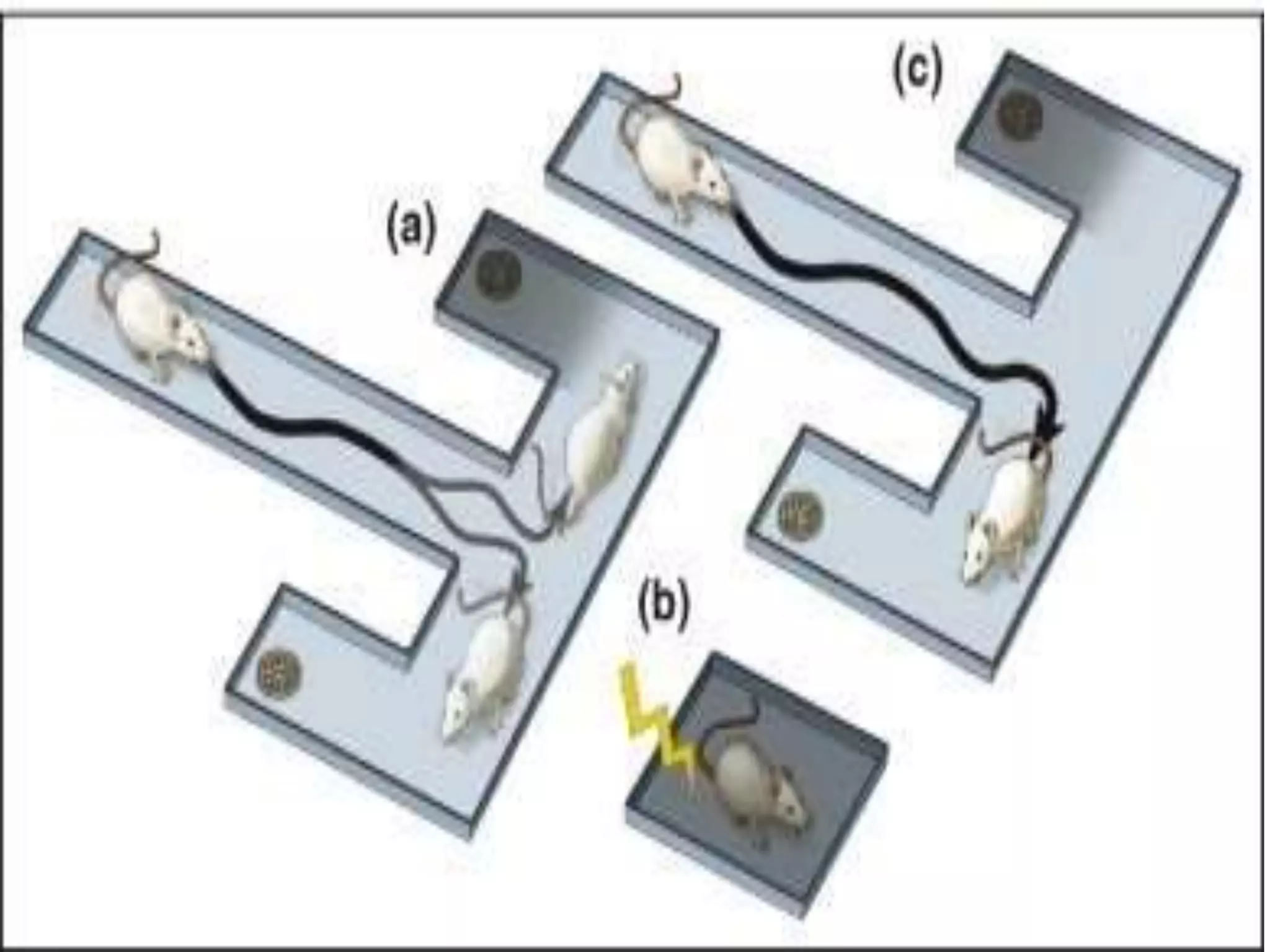 Types of learning behavier | PPTX