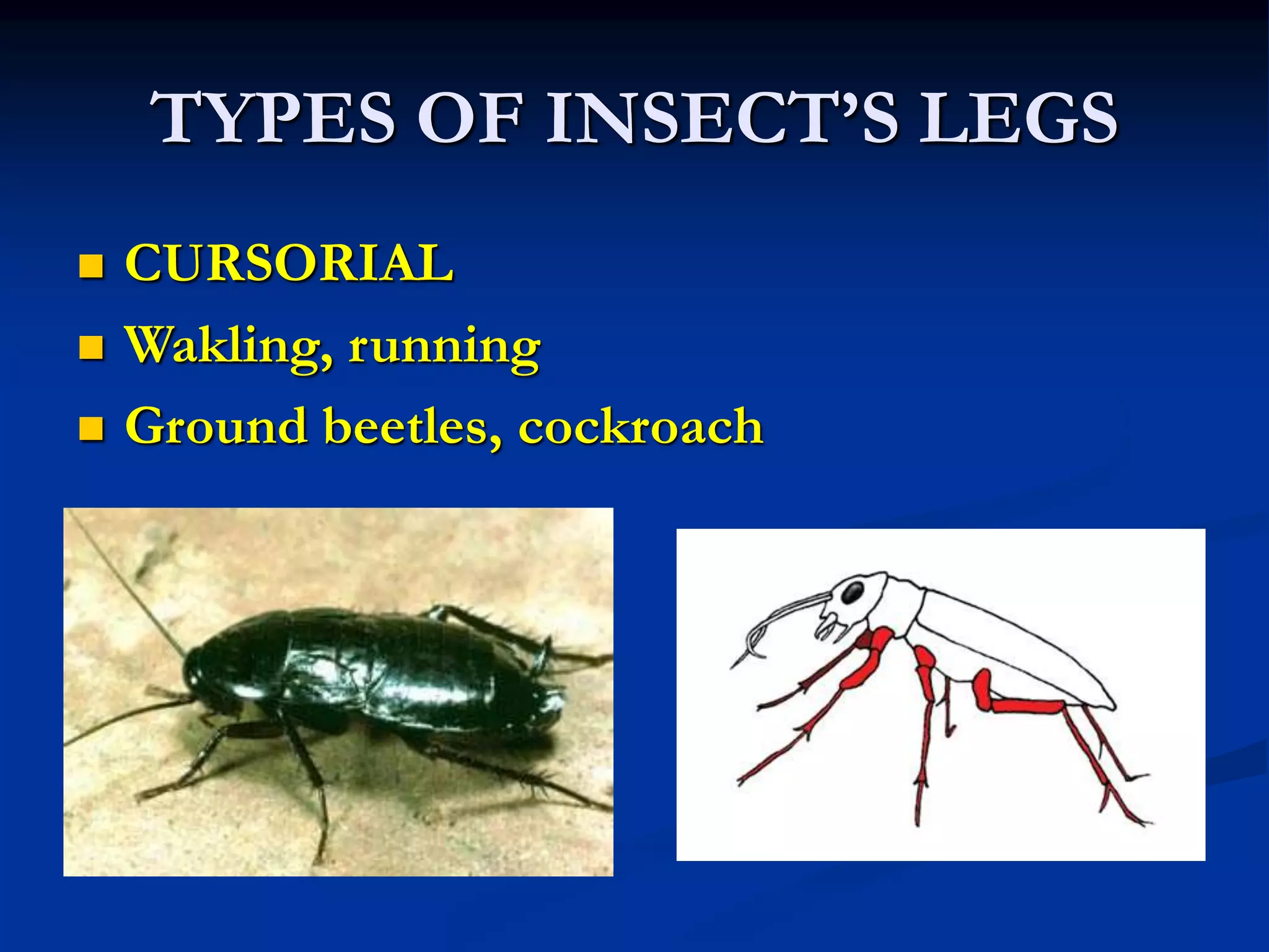legs types in insects.ppt | Cricket | Sports
