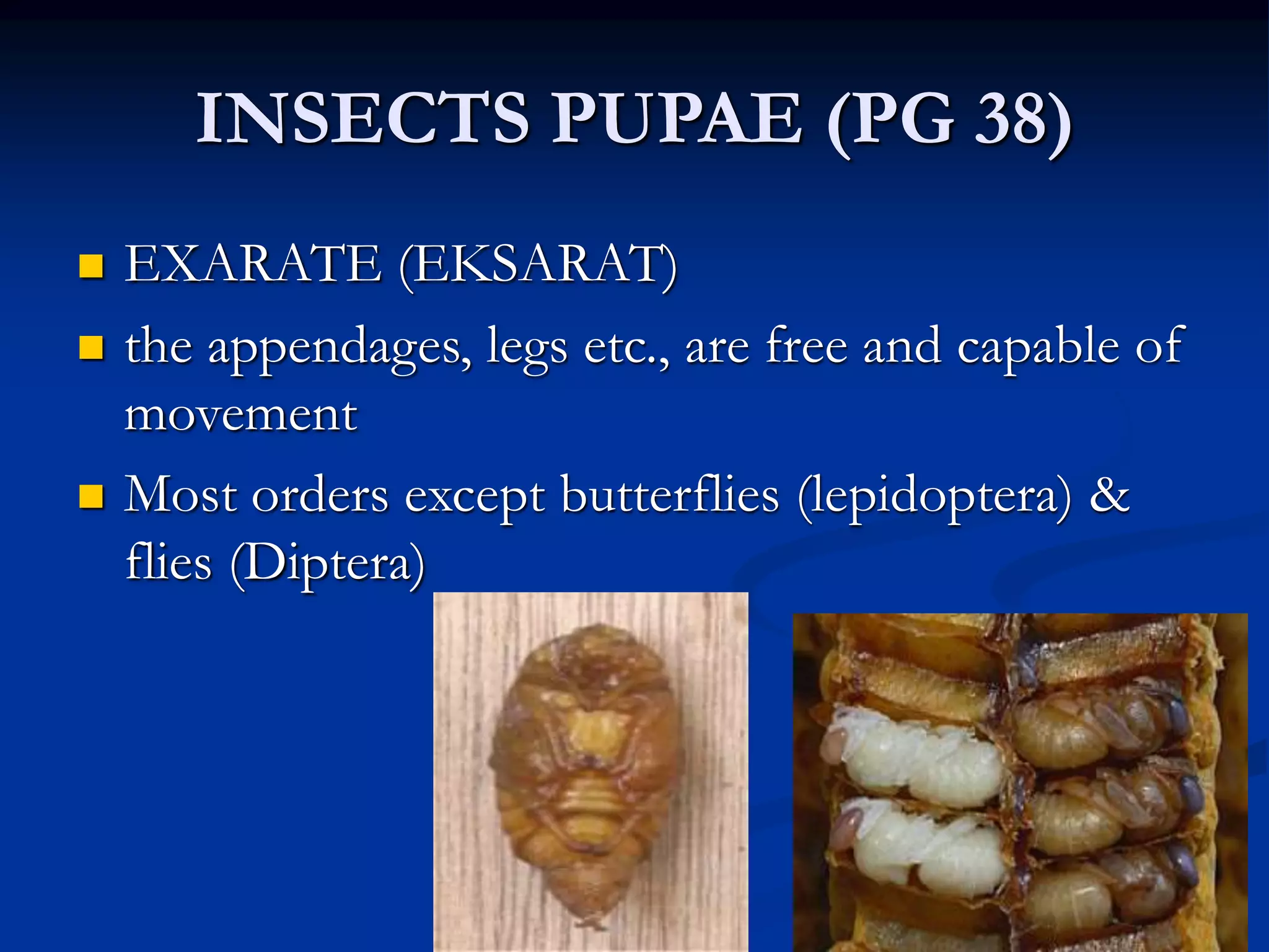 legs types in insects.ppt