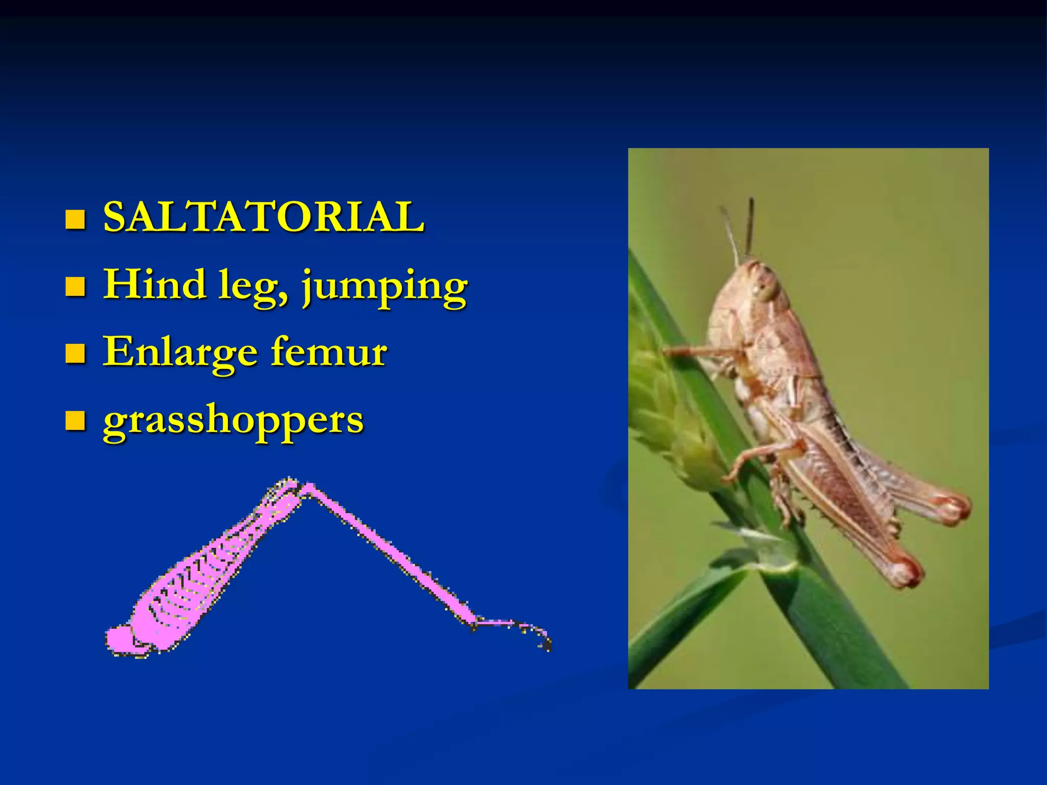 legs types in insects.ppt