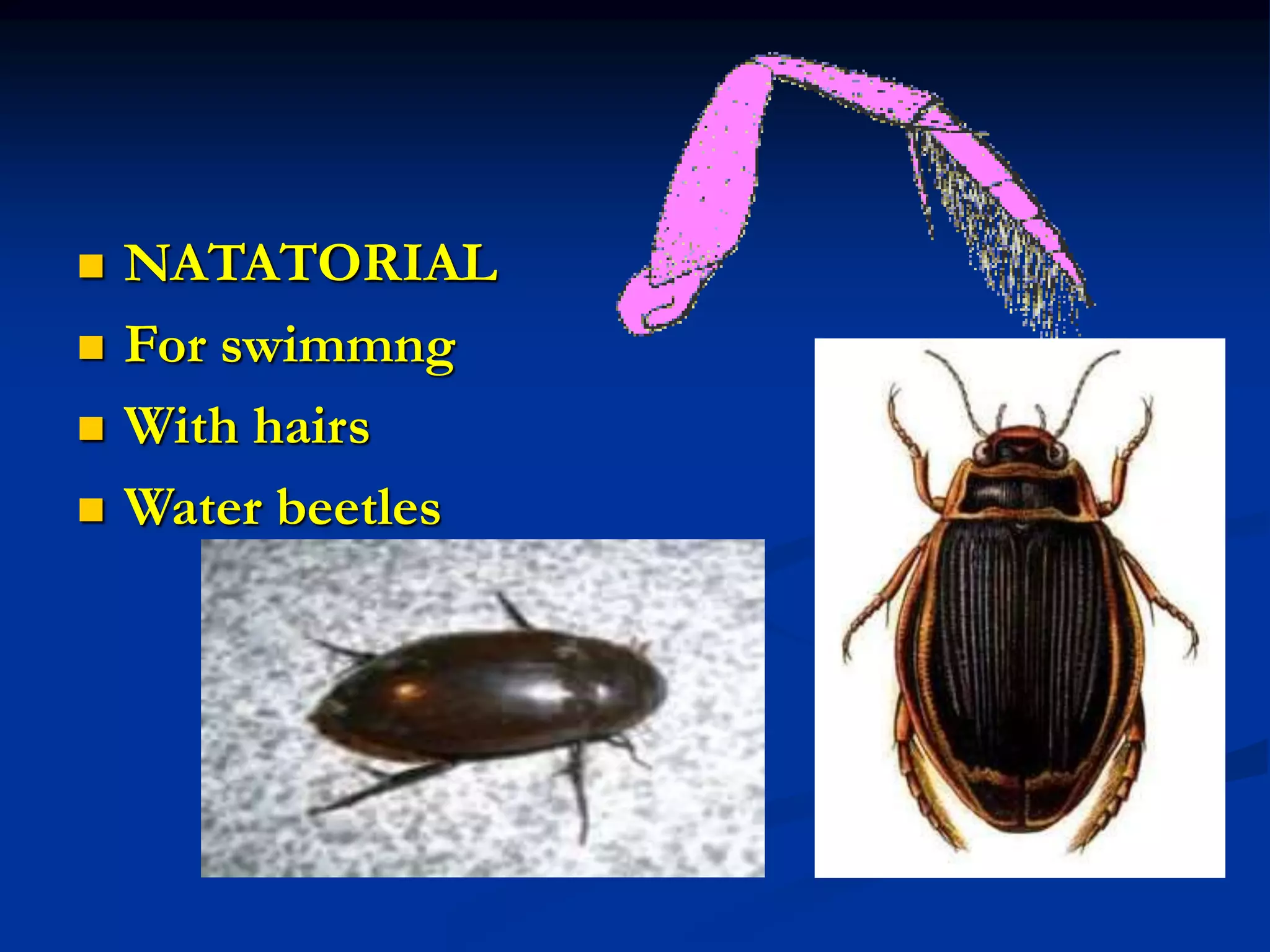 legs types in insects.ppt