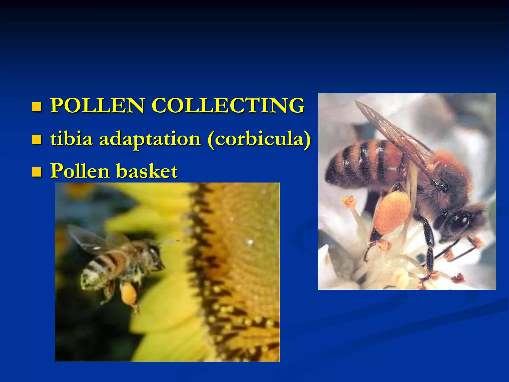 legs types in insects.ppt