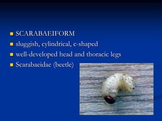 legs types in insects.ppt