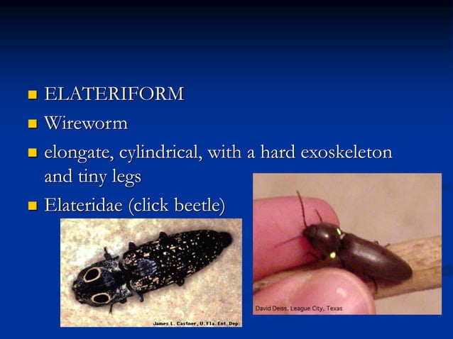 legs types in insects.ppt | Cricket | Sports