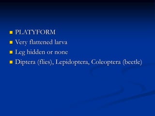 legs types in insects.ppt