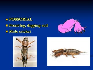 legs types in insects.ppt | Cricket | Sports