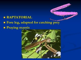 legs types in insects.ppt