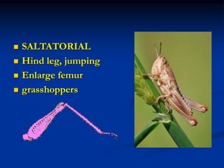 legs types in insects.ppt