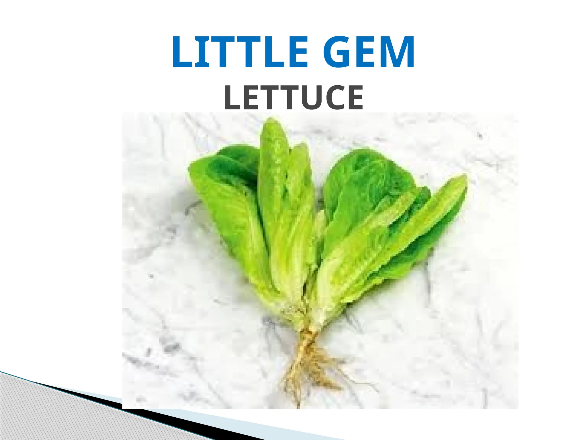 Different Types of lettuce which are used in cooking PPT.pptx